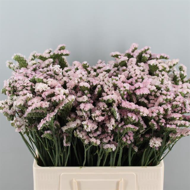 A&Z Flowers Webshop