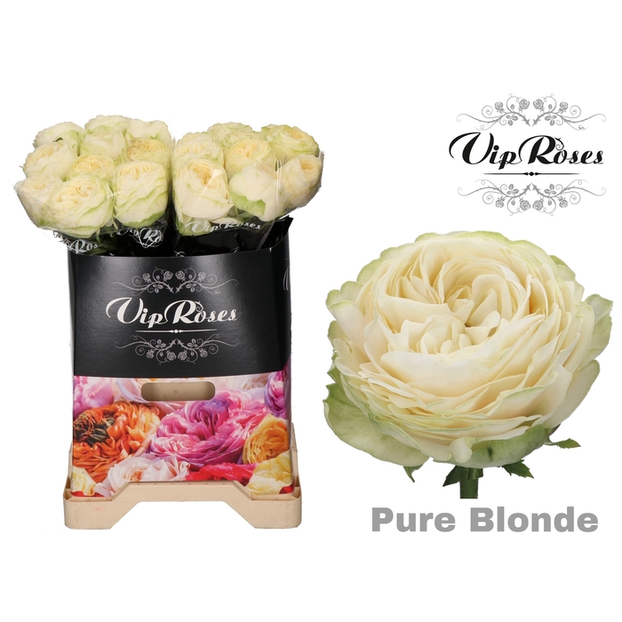 Vip Roses Webshop