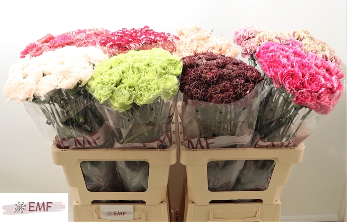 Les fleurs de Deborah