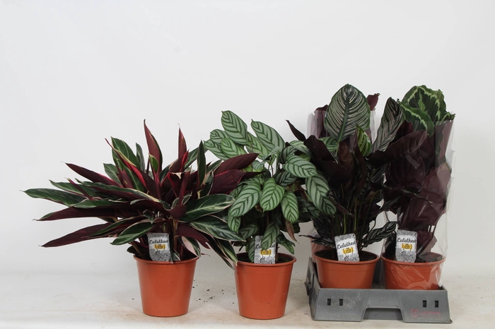 Fleuromarché B.V. Webshop