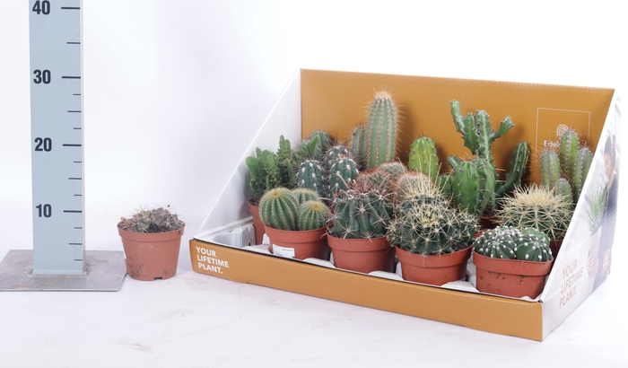 Les fleurs de Deborah