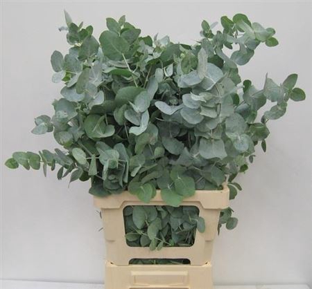 Højbo Blomster ApS Webshop