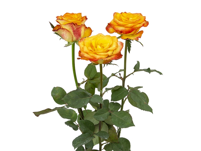 Holambelo - Loja Gran Flora