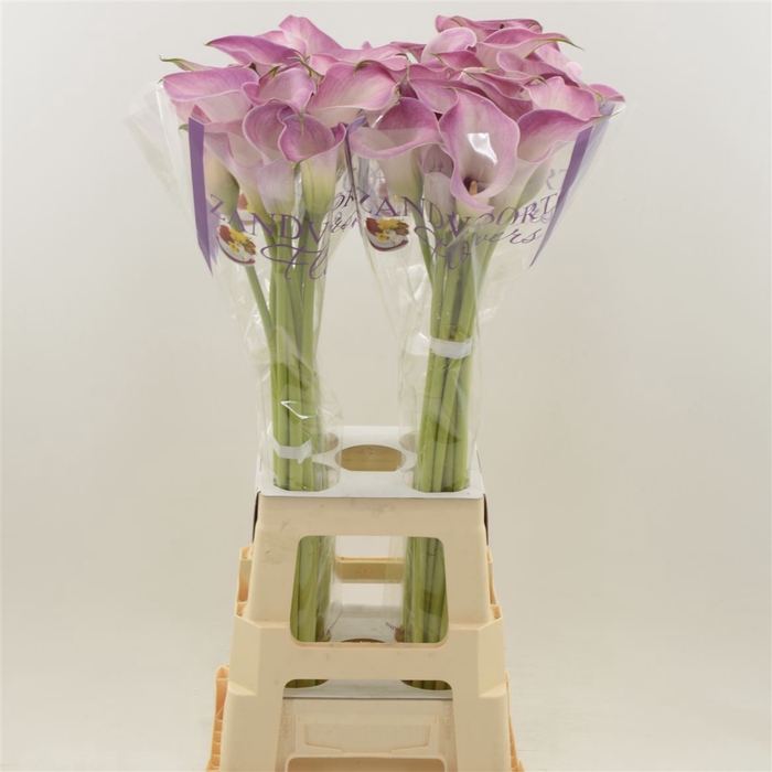 A&Z Flowers Webshop