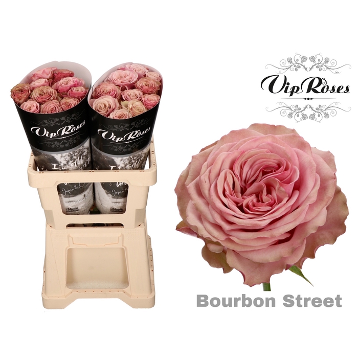 Vip Roses Webshop