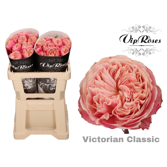 Vip Roses Webshop