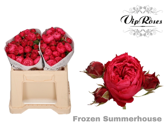 Vip Roses Webshop