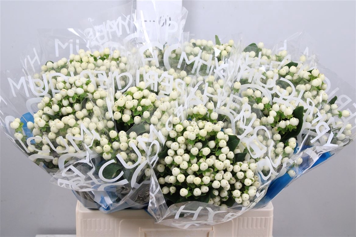 Les fleurs de Deborah