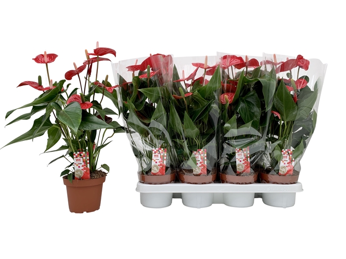 Fleuromarché B.V. Webshop