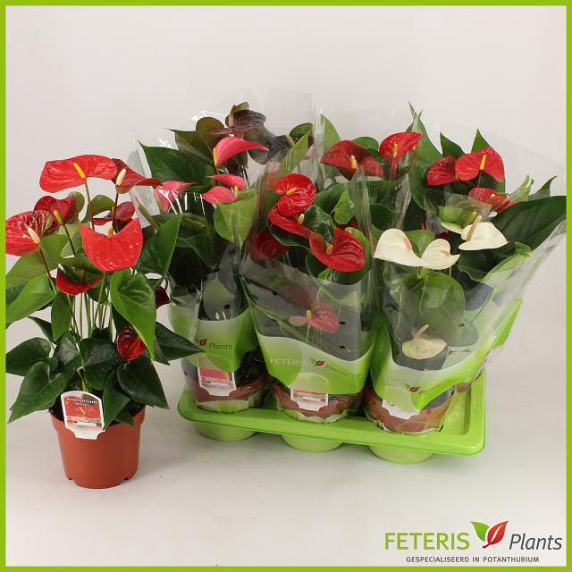 Fleuromarché B.V. Webshop