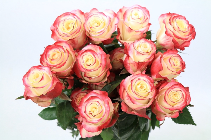 A&Z Flowers Webshop