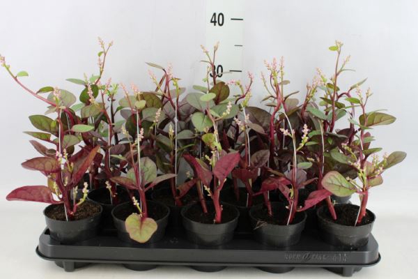 van der Lem Bloemen Webshop