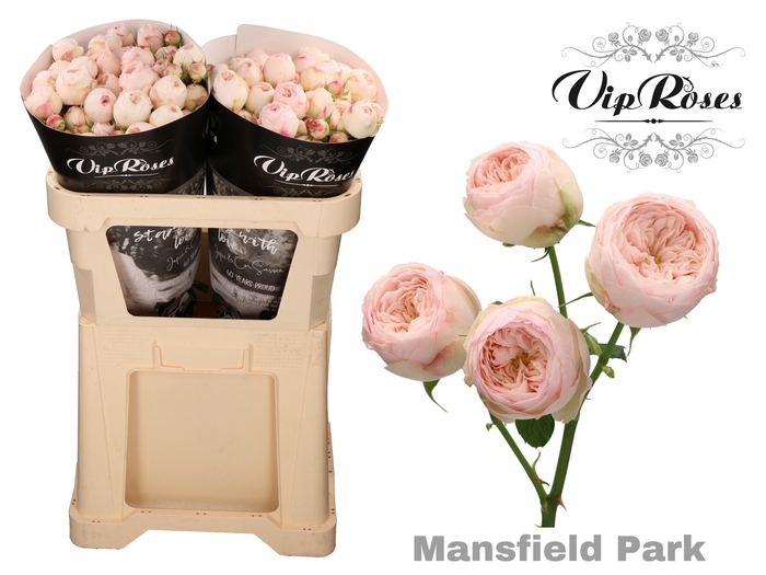 Vip Roses Webshop