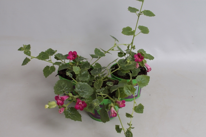 Kwekerij Hartink Webshop