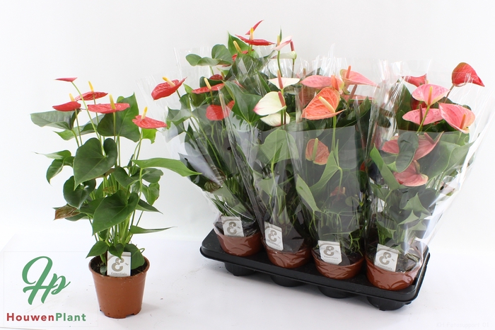 Fleuromarché B.V. Webshop