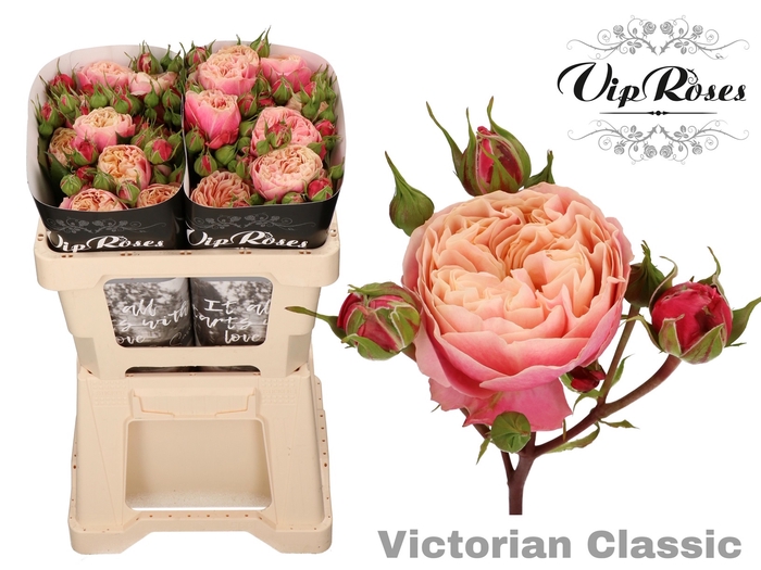 Vip Roses Webshop