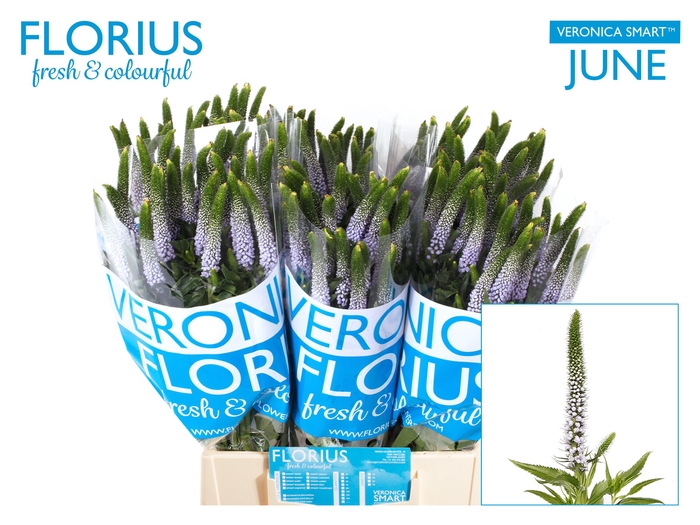PP Flowers Webshop