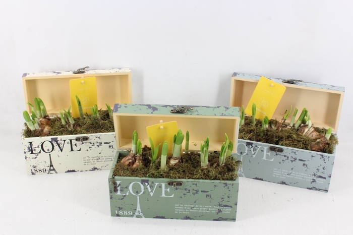 DPC Aalsmeer Webshop