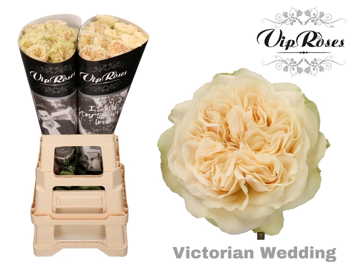 Vip Roses Webshop