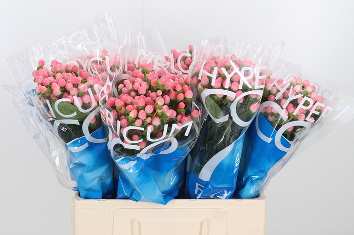 A&Z Flowers Webshop