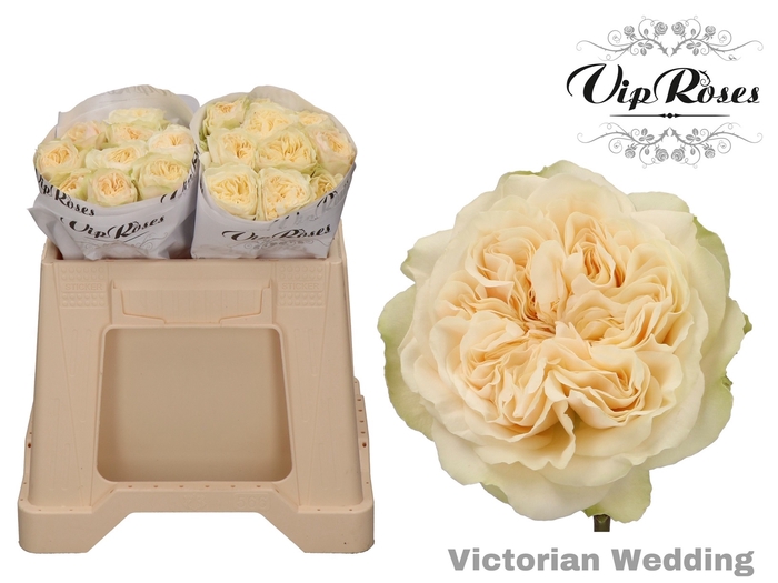 Vip Roses Webshop