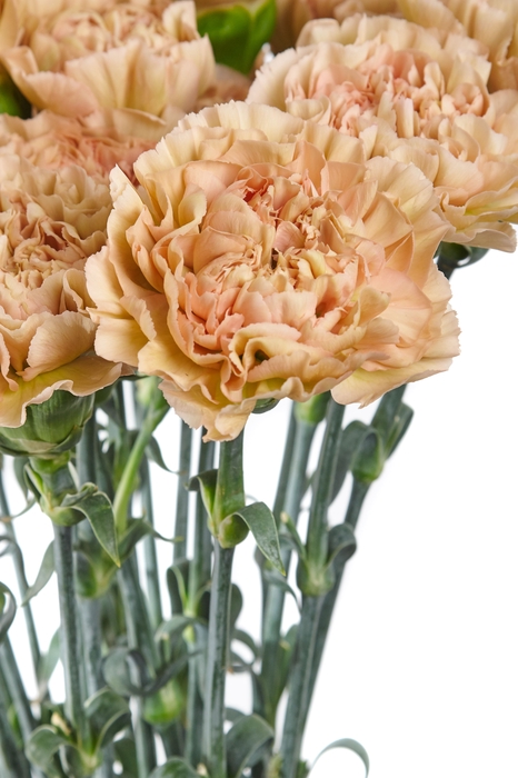 Højbo Blomster ApS Webshop