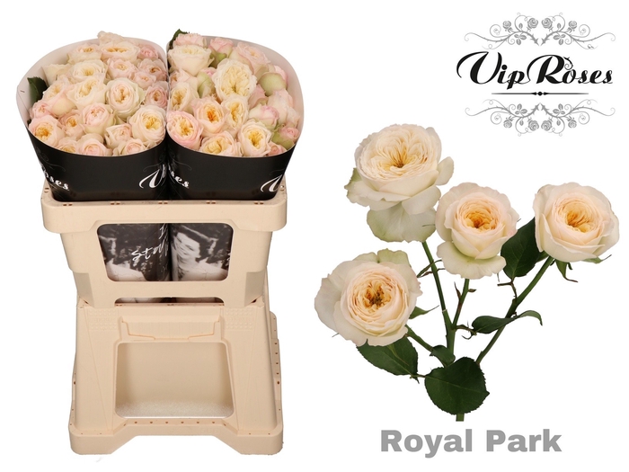 Vip Roses Webshop