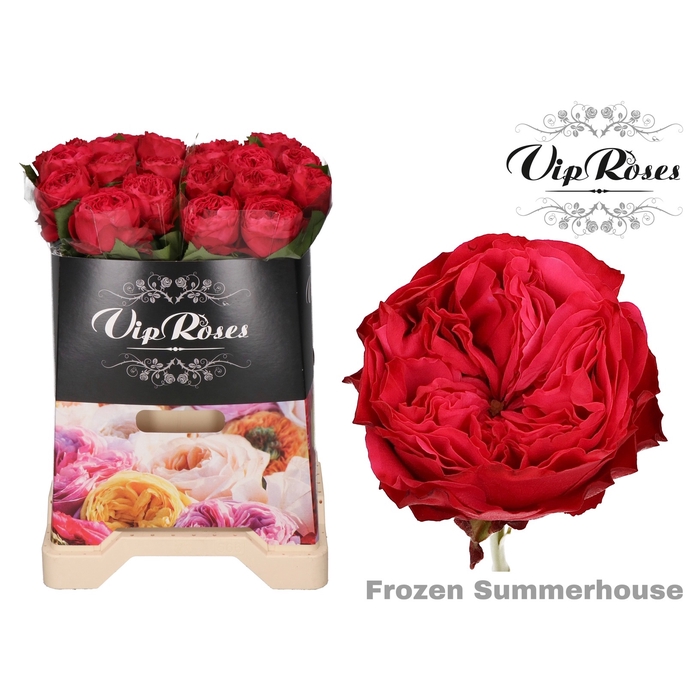 Vip Roses Webshop