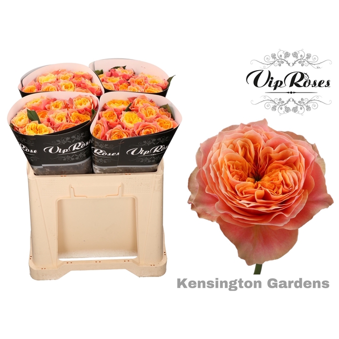 Vip Roses Webshop