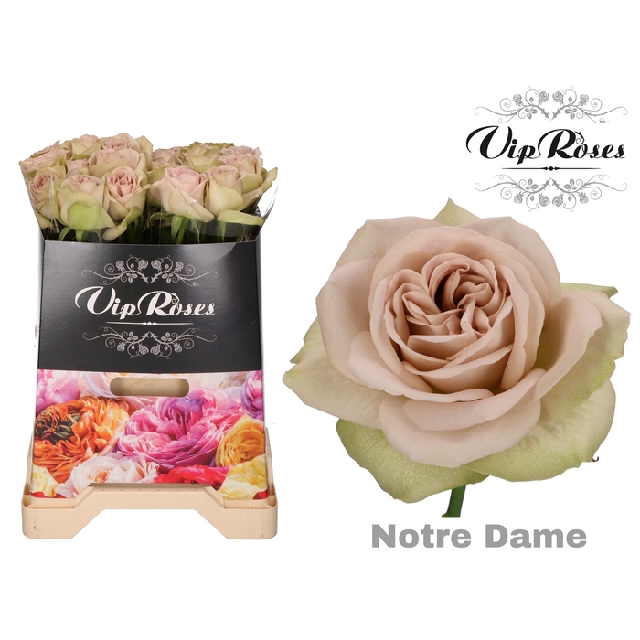 Vip Roses Webshop