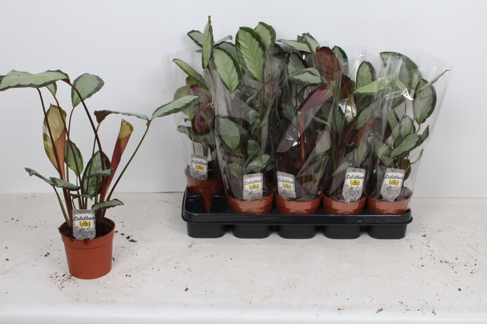 Fleuromarché B.V. Webshop