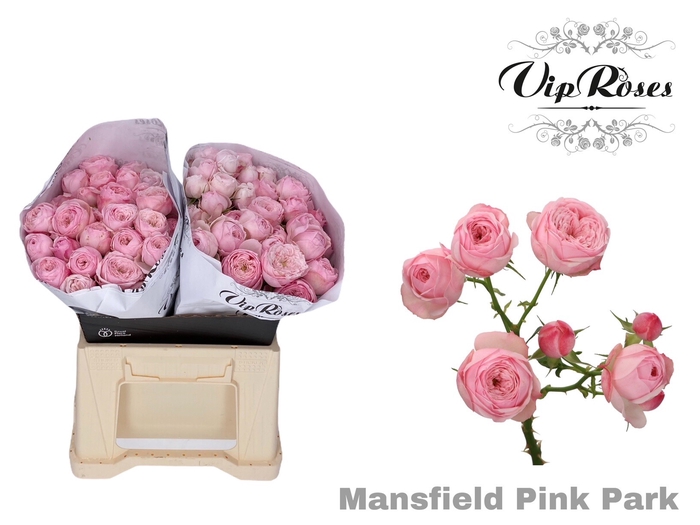Vip Roses Webshop