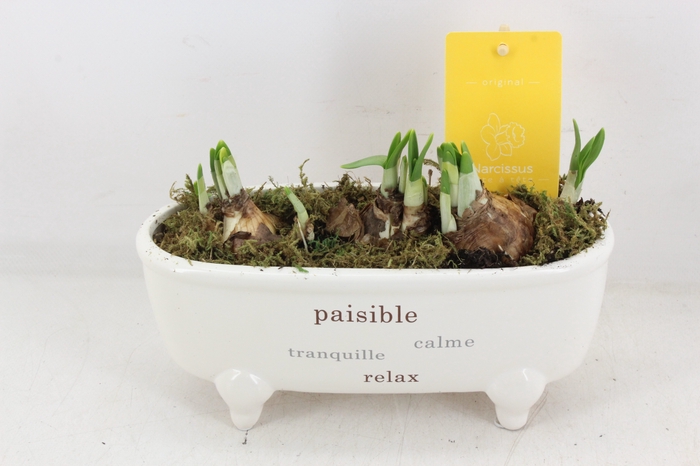 DPC Aalsmeer Webshop