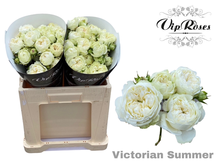 Vip Roses Webshop