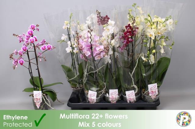 A&Z Flowers Webshop