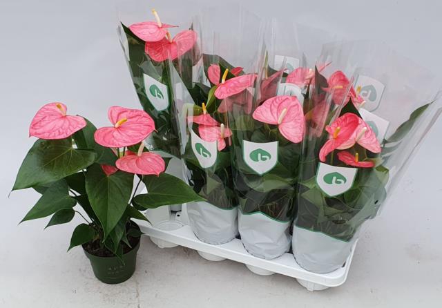 Les fleurs de Deborah