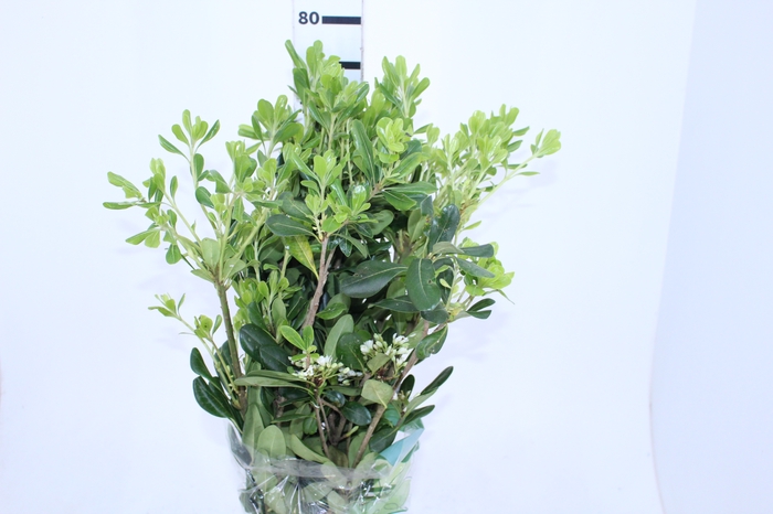 Holambelo - Loja Gran Flora