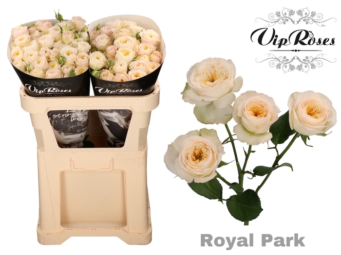 Vip Roses Webshop
