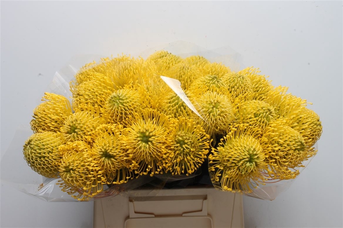 A&Z Flowers Webshop