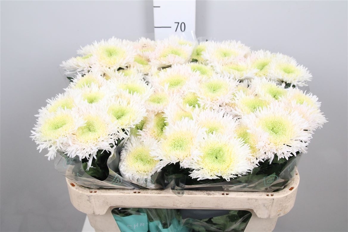 A&Z Flowers Webshop