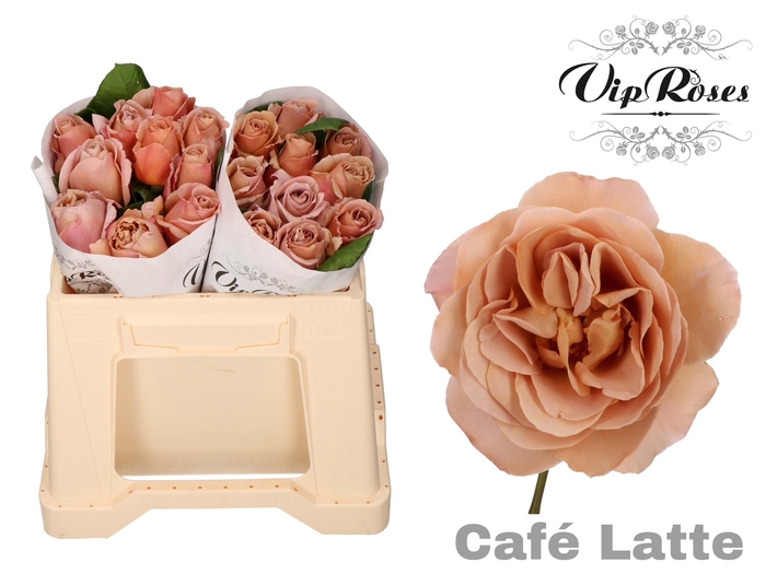 Vip Roses Webshop