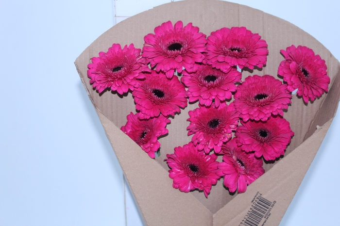 Holambelo - Loja Gran Flora