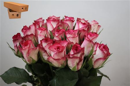 A&Z Flowers Webshop