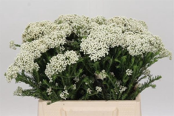 A&Z Flowers Webshop