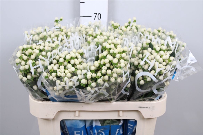 A&Z Flowers Webshop