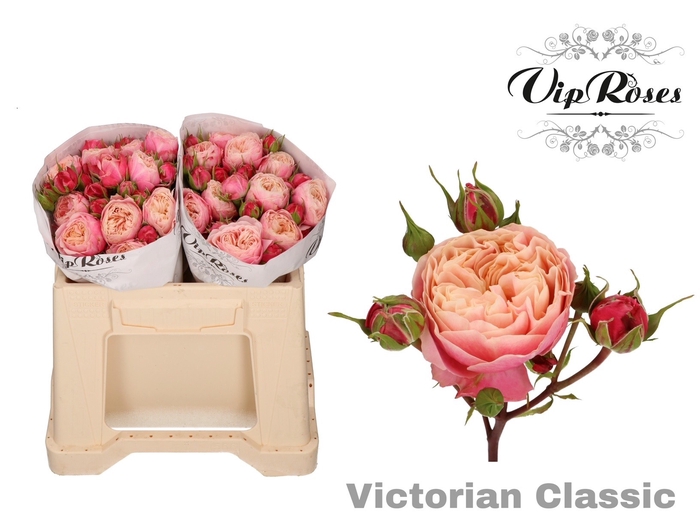 Vip Roses Webshop