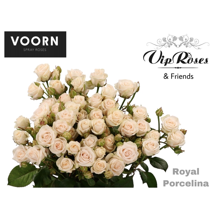 Vip Roses Webshop