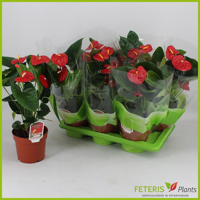 Fleuromarché B.V. Webshop