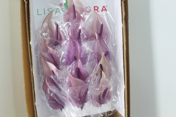 Holambelo - Loja Gran Flora