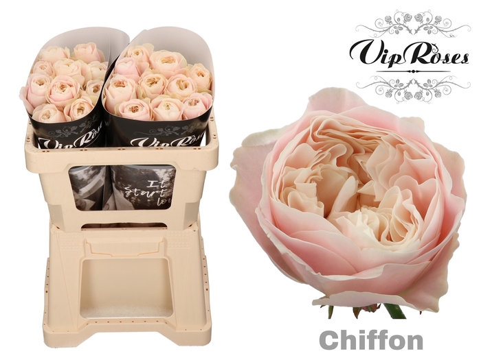 Vip Roses Webshop